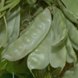 Legumbres – Dinkos