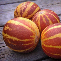 Melon Chino – Dinkos