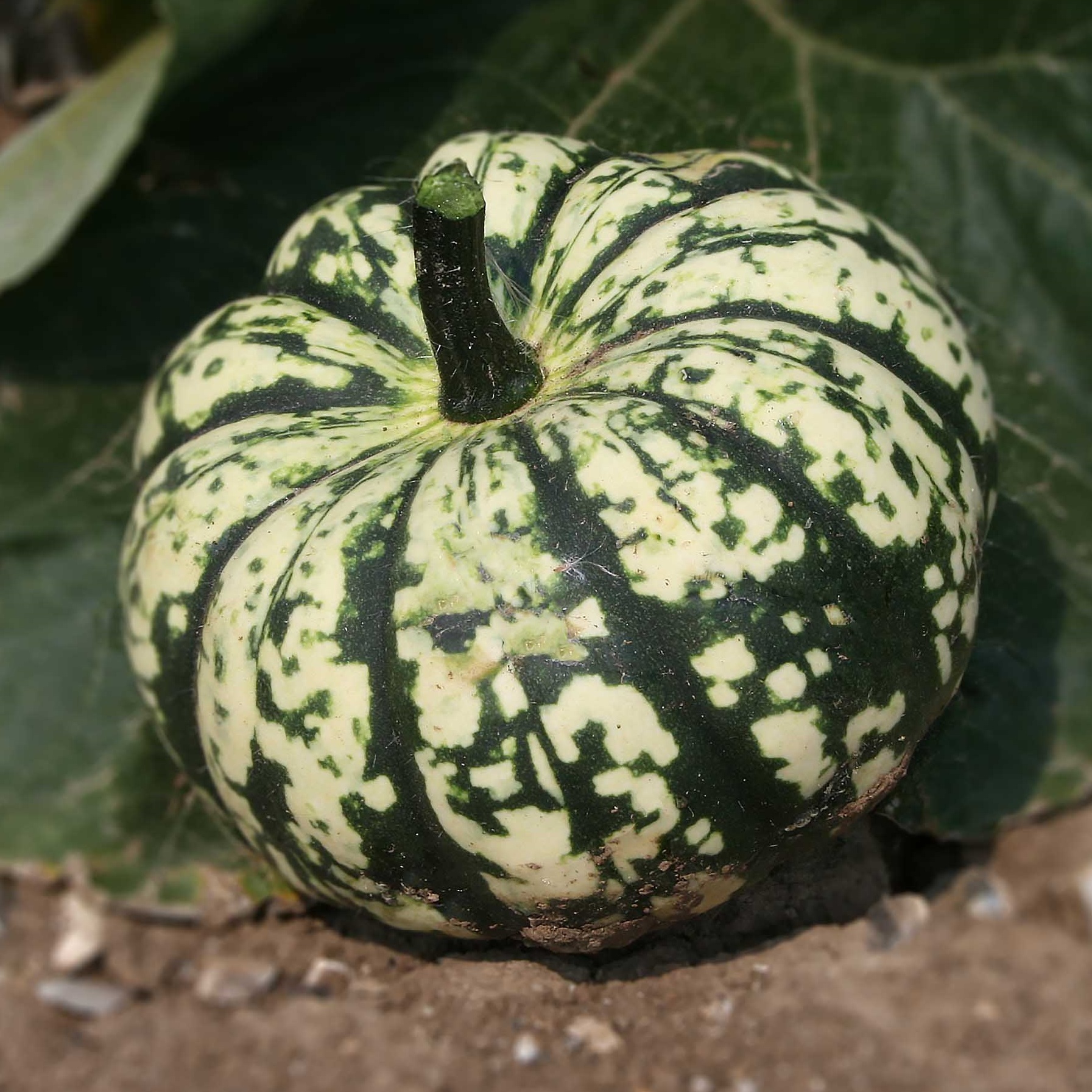 Zapallito Rayado – Dinkos