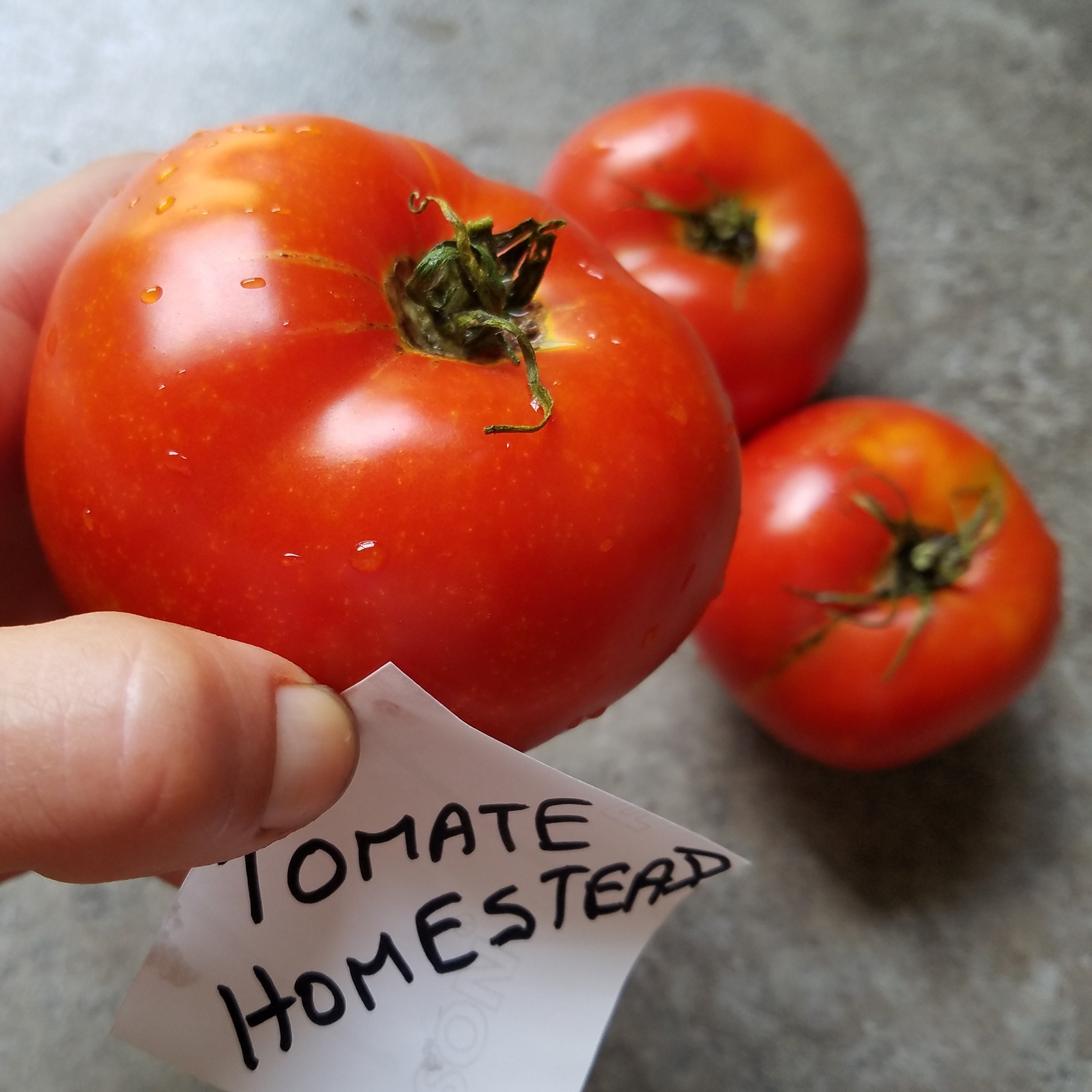 Tomate Homestead – Dinkos
