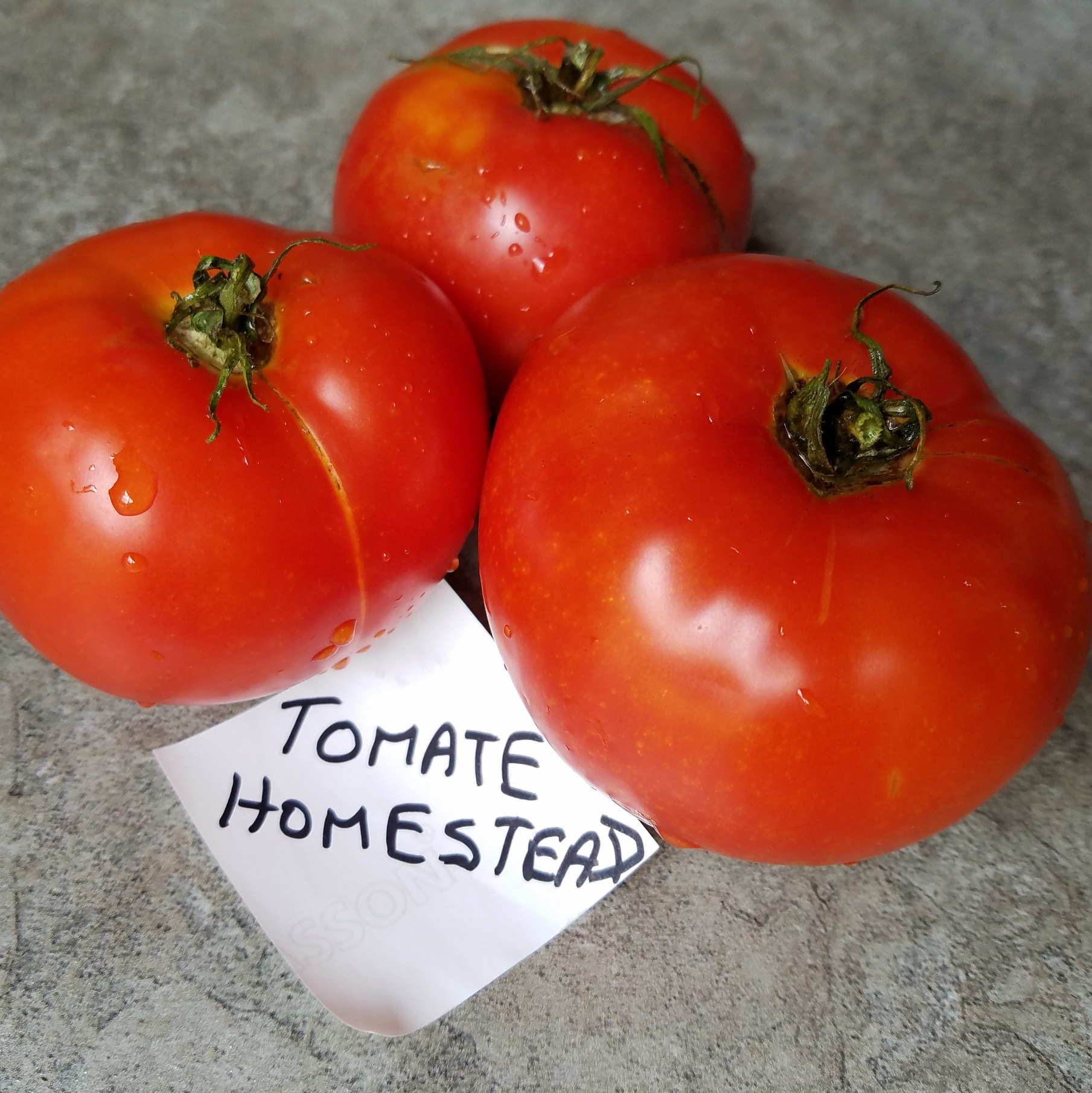 Tomate Homestead – Dinkos