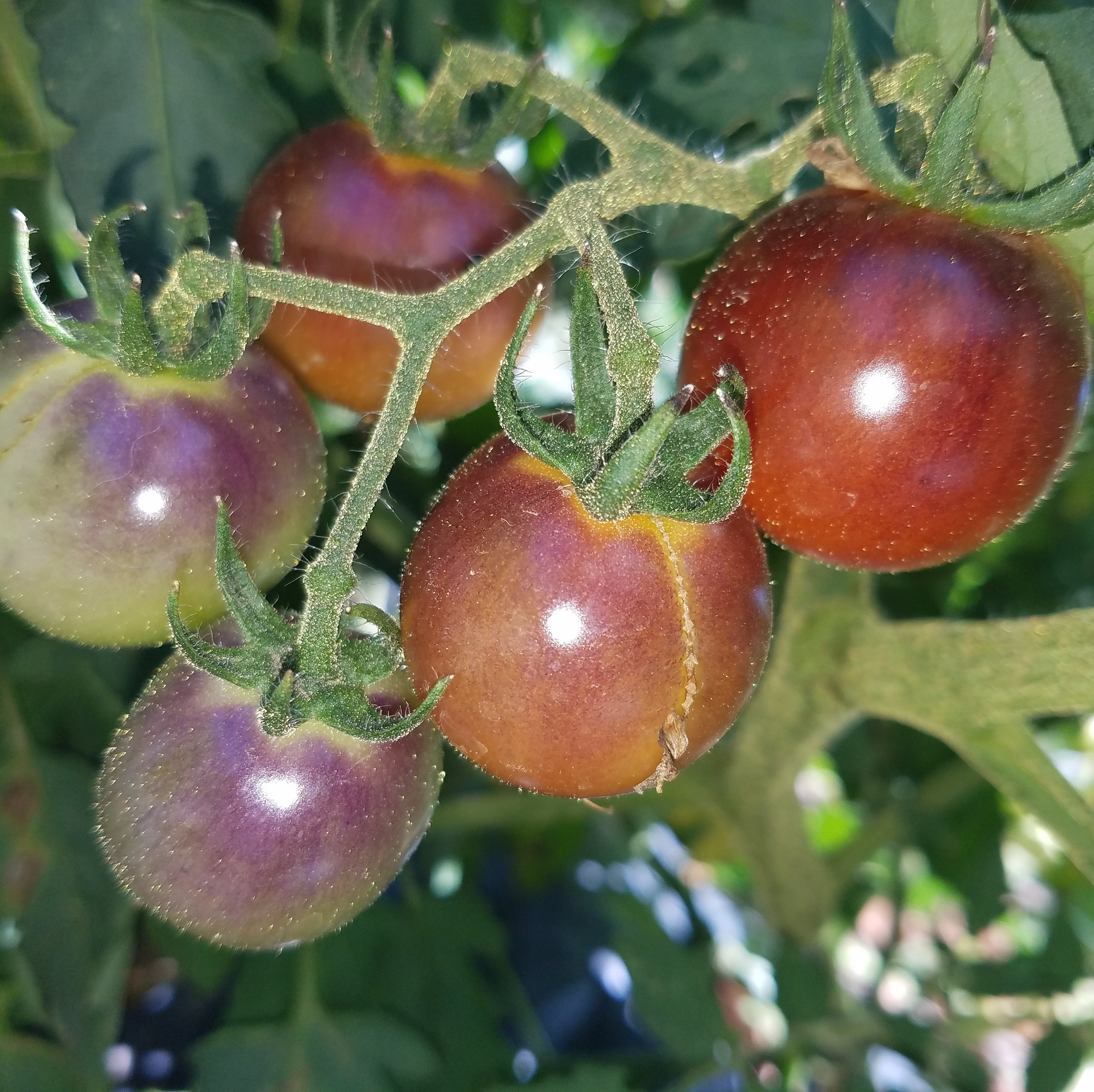 Tomate Baby Blue – Dinkos
