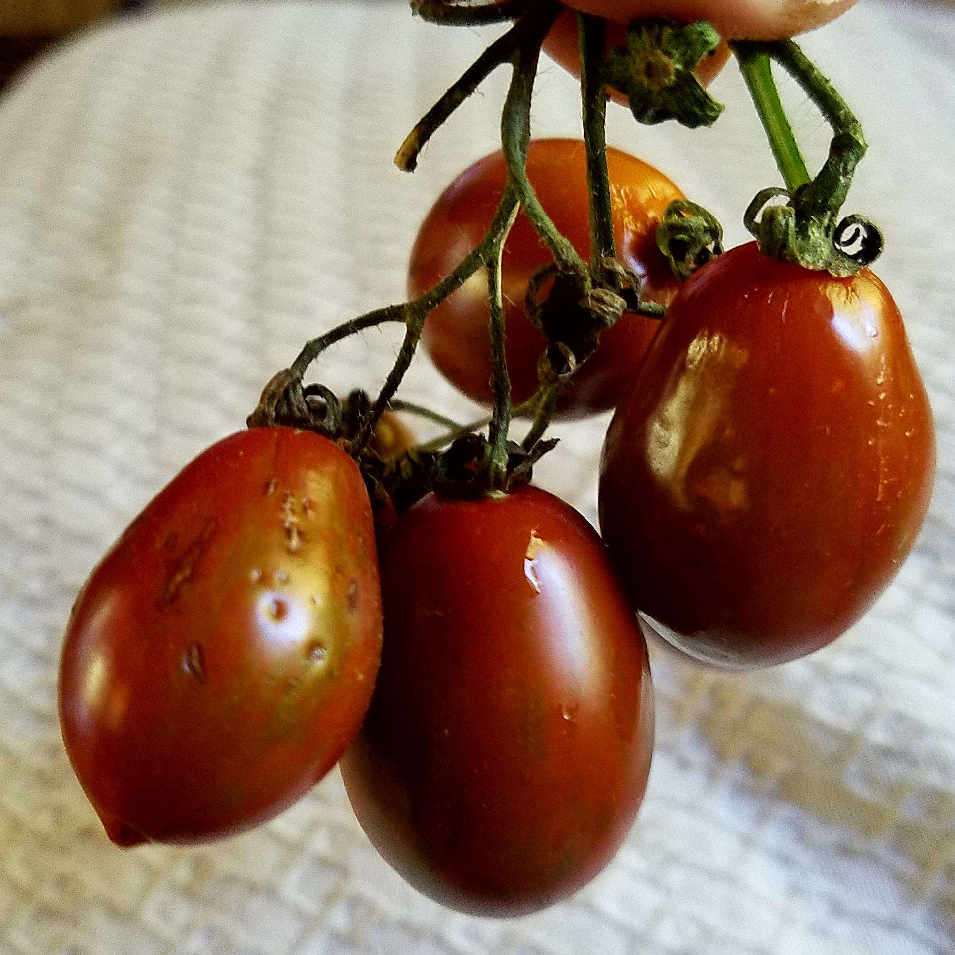 Tomate Chocolate Grape – Dinkos