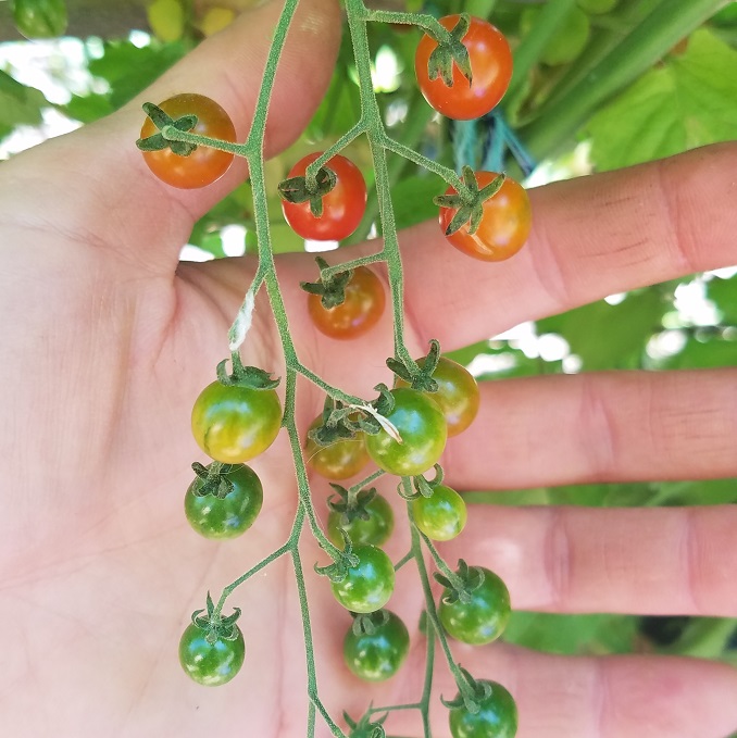 Tomate Micro Cherry – Dinkos